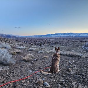 SPOKANE DOG TRAINING CLUB - Updated January 2026 - 2620 N Locust Rd ...