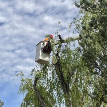 Arborist Standards Tree Care Updated October 2025 151 Photos 20
