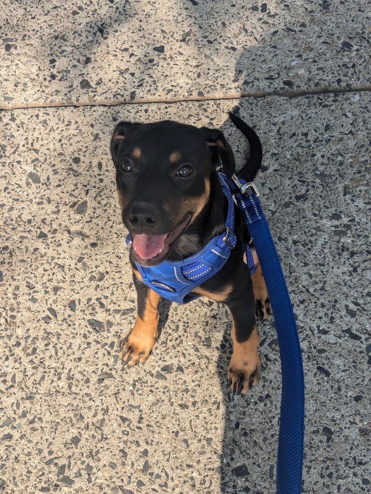 PETS PLUS NATURAL - Updated December 2025 - 45 Photos & 86 Reviews ...