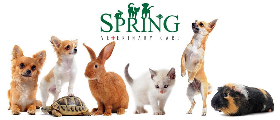 SPRING VETERINARY CARE - Updated July 2025 - 123 Hougang Ave 1 ...