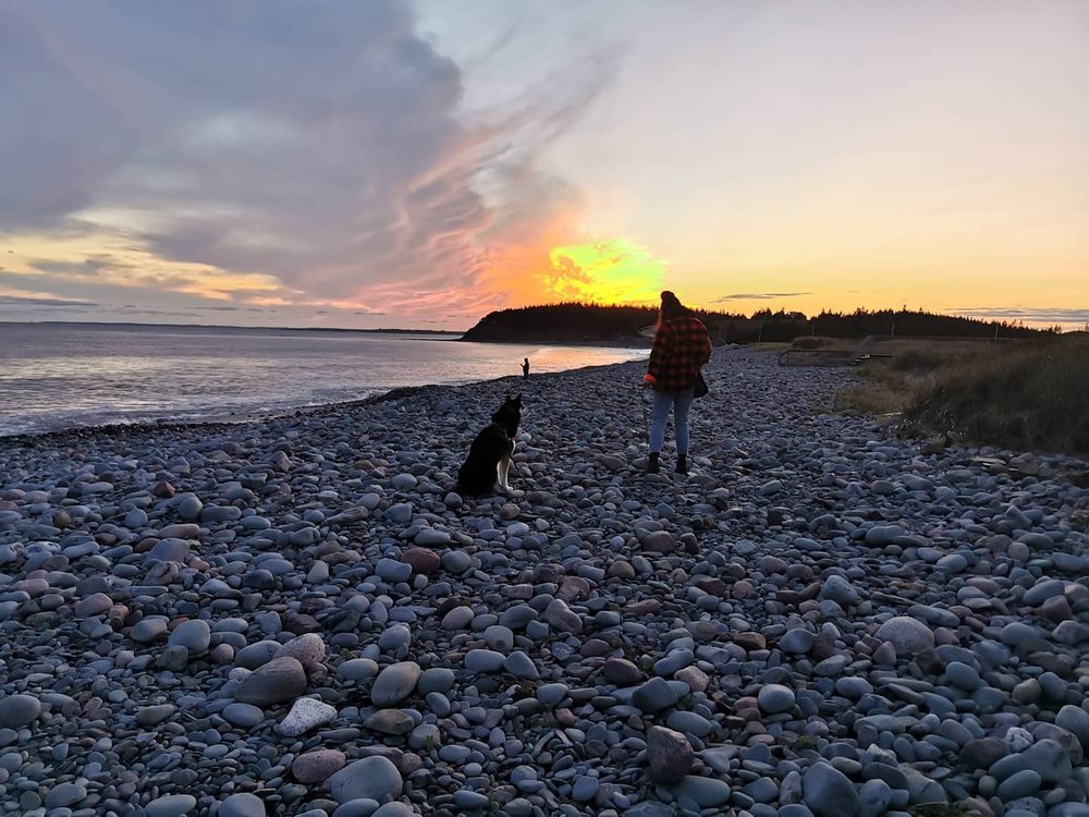 GENTLE PAWS ANIMAL SERVICES - Updated March 2025 - 56 Photos - 1841 ...