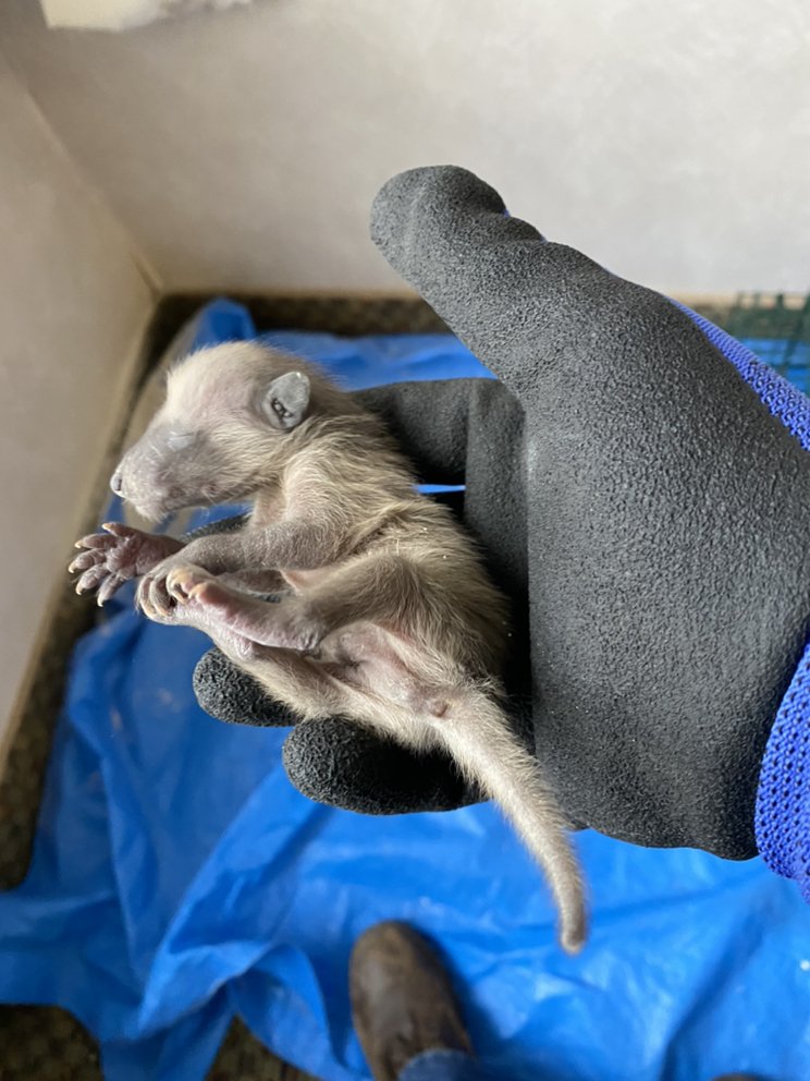 CRITTER GITTER - Updated June 2024 - Redford Charter Township, Michigan ...