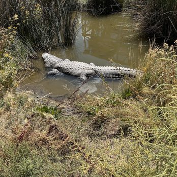 COLORADO GATORS REPTILE PARK - Updated October 2025 - 253 Photos & 87 ...