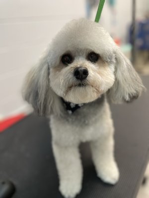 THE PAW PARLOUR DOG GROOMING - Updated June 2025 - 45 Photos - 107 ...