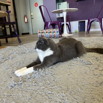 PHX CAT CAFE - Updated November 2025 - 511 Photos & 158 Reviews - 147 E Garfield St, Phoenix ...