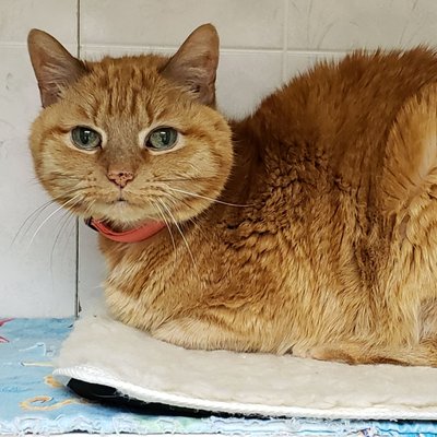 THE CAT CHALET - 38 Photos & 12 Reviews - 551 State Rt 10, Randolph ...