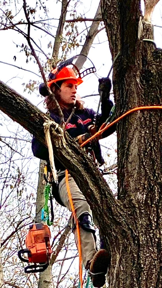 NICK’S TREE WORKS - Updated April 2024 - 24 Photos - Palos Heights ...