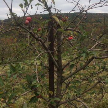 LONE MAPLE FARM - Updated January 2026 - 23 Photos & 16 Reviews - 2001 ...