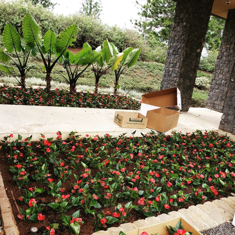 MAUI LANDSCAPE SERVICES - 30 Photos - Lahaina, Hawaii - Landscaping ...