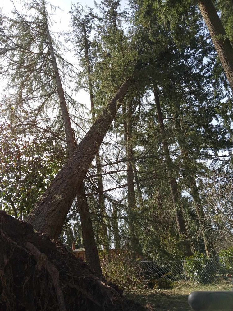 FOSTER TREES - Updated August 2025 - 12 Reviews - Portland, Oregon ...