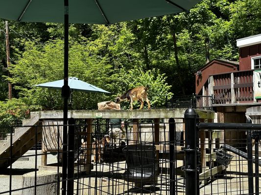 BRANDYWINE ZOO - 119 Photos & 57 Reviews - 1001 N Park Dr, Wilmington ...