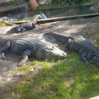 ST. AUGUSTINE ALLIGATOR FARM ZOOLOGICAL PARK - Updated May 2024 - 1299 ...