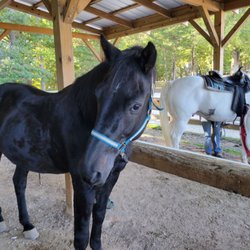 Best Horse Stables Near Me - August 2025: Find Nearby Horse Stables ...