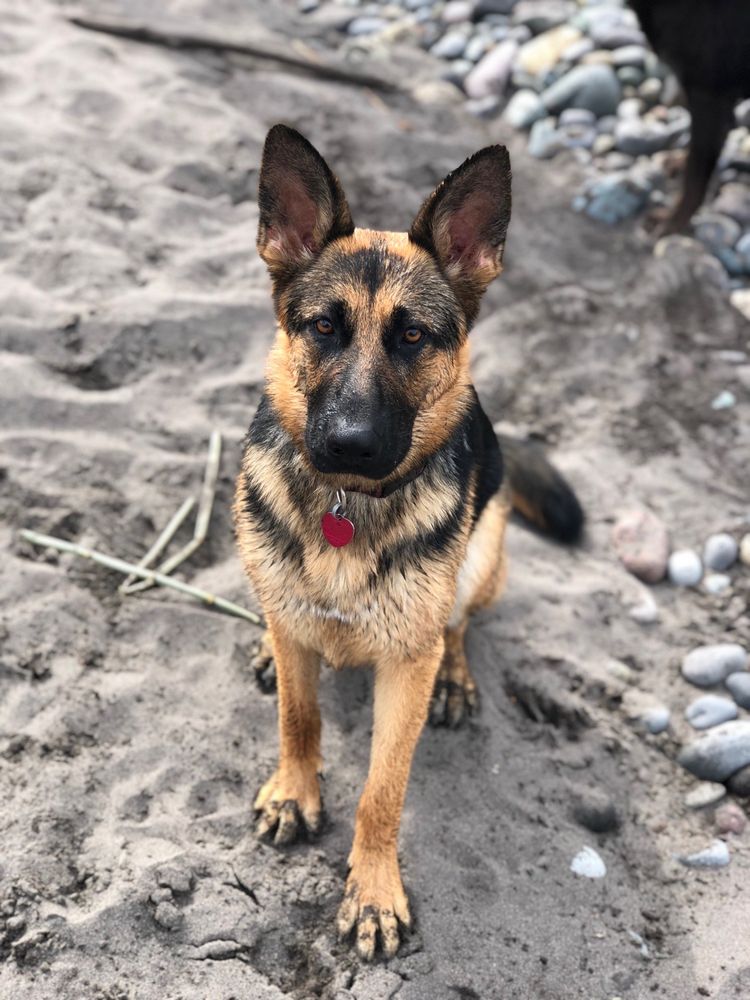 FOOTHILLS VETERINARY HOSPITAL - Updated August 2024 - 26 Photos & 17 ...