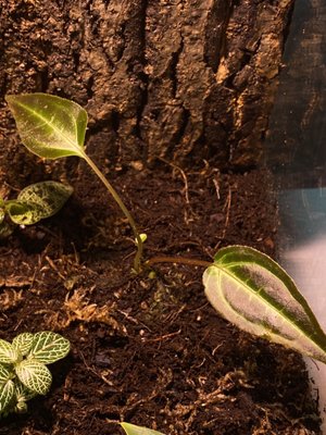 JUNGLE BOX - 49 Photos & 13 Reviews - 1735 E McDowell Rd, Phoenix, AZ ...