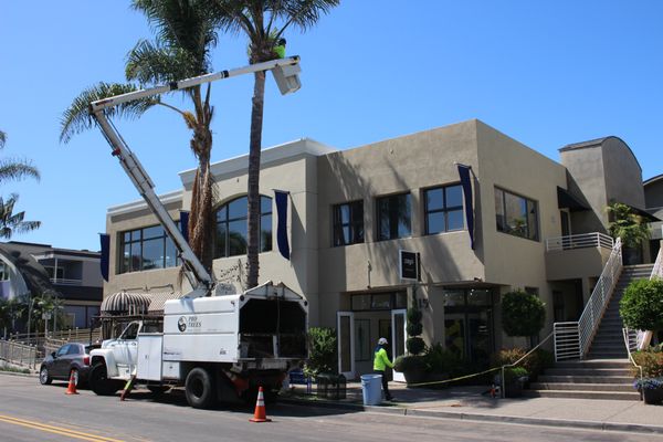 PRO TREES - Updated September 2025 - 25 Photos - 1343 Monitor Rd, San ...