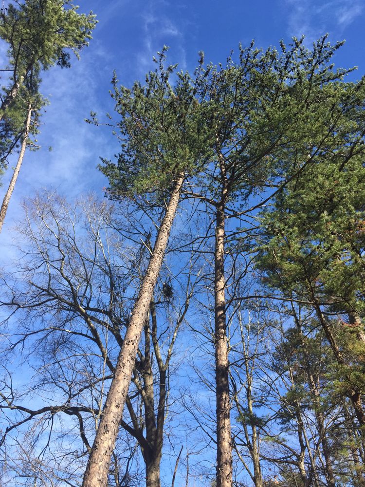 KERF LAWN & TREE SERVICES, INC. - Updated July 2025 - Request a Quote ...