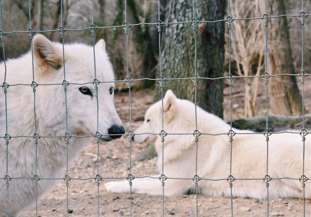The Wolf Sanctuary of PA, Lititz | Roadtrippers