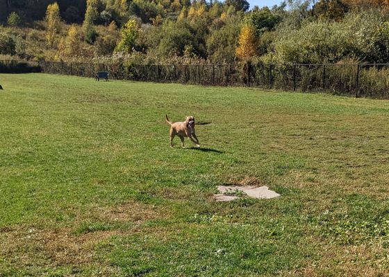 DANBURY DOG PARK - Updated October 2025 - 76 Miry Brook Rd, Danbury ...
