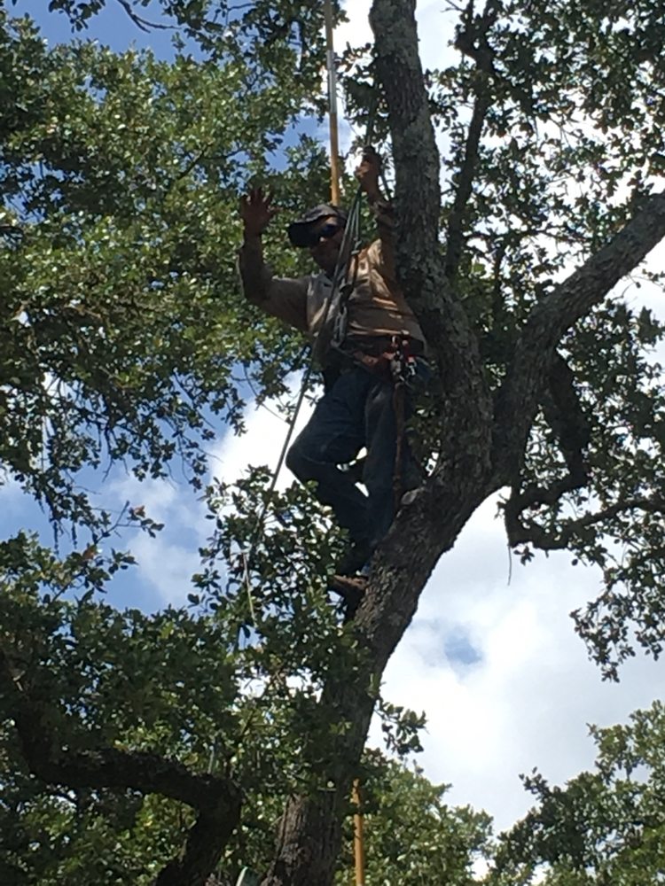 ATM TREE SERVICES - Updated July 2024 - Request a Quote - Austin, Texas ...