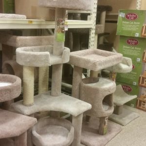 PAWS CAT CITY - Updated January 2026 - 44 Photos & 82 Reviews - 5200 ...