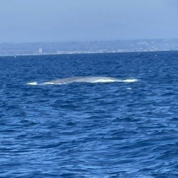 San Diego Whale Watch Updated July 2024 728 Photos 956 Reviews