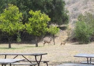 AUDUBON STARR RANCH SANCTUARY - Updated October 2025 - 100 Bell Canyon ...