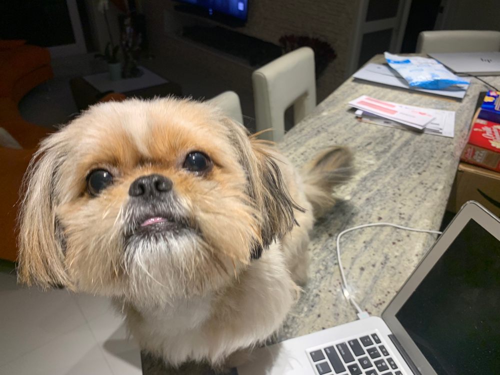 ANIMAL EYE GUYS - FORT LAUDERDALE - Updated July 2025 - 38 Photos & 36 ...