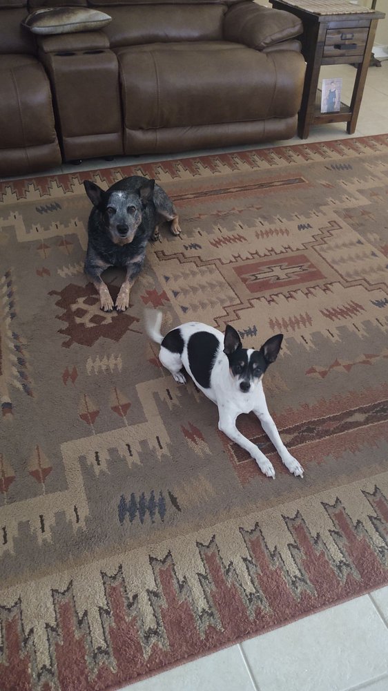 WAGGY TAILS BOARDING - Updated December 2025 - 12 Reviews - 6984 ...