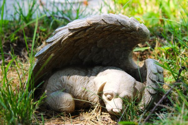 PET MEADOW - Updated January 2026 - 88 Photos & 73 Reviews - 1500 ...