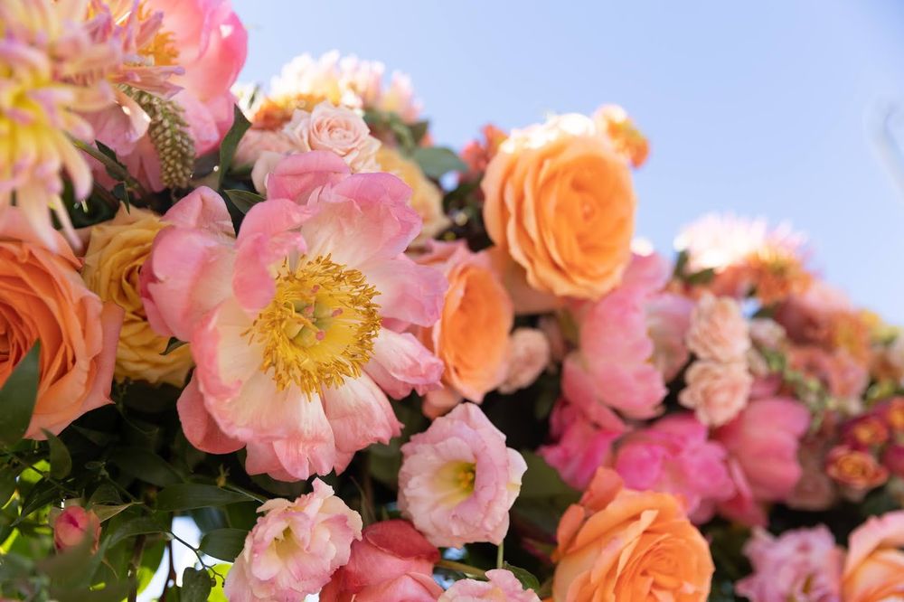 BLUE BLOSSOMS - Updated August 2024 - 147 Photos & 77 Reviews - 5878 ...