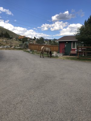 YELLOWSTONE GATEWAY INN - 44 Photos & 53 Reviews - 103 Bigelow Ln ...