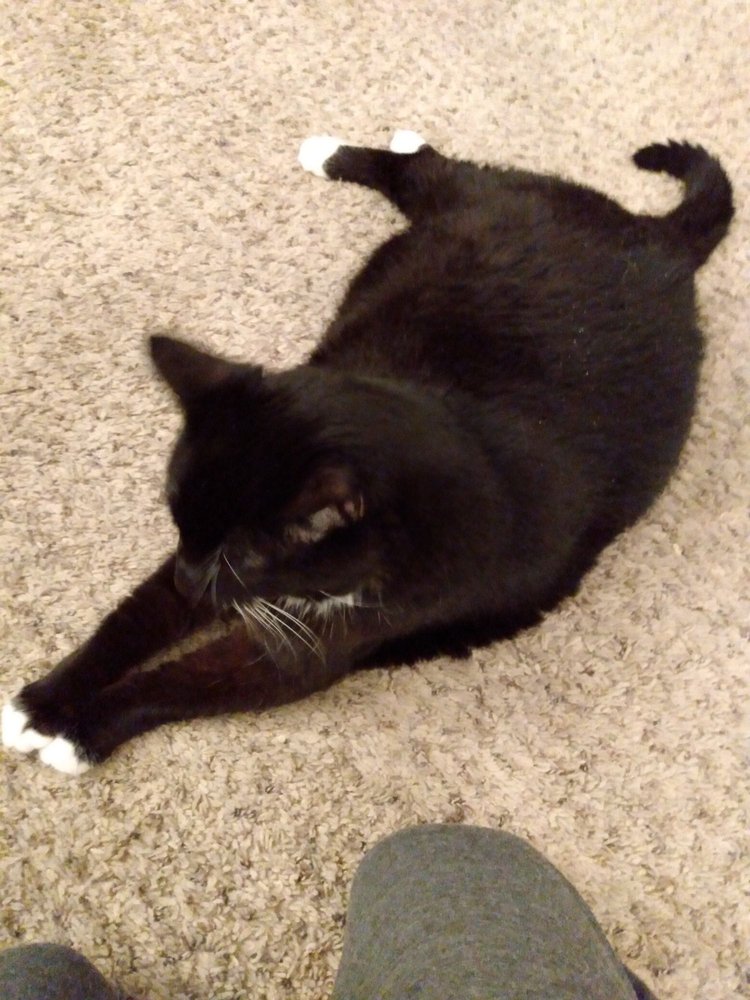 DUTCH TRANSPORT - Updated January 2025 - 1793 Dowling Dr, Owosso ...