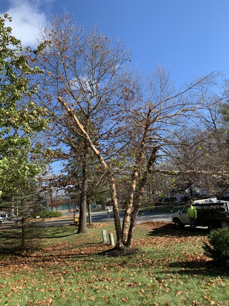BURNELL AND SONS LANDSCAPING & TREE REMOVAL - Updated September 2025 ...