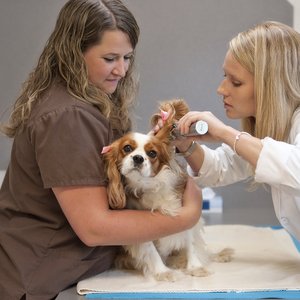 FAULKNER ANIMAL HOSPITAL - Updated January 2026 - 21 Photos & 45 ...