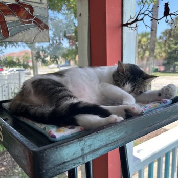 THE CAFFEINATED CAT - Updated October 2025 - 161 Photos & 68 Reviews ...