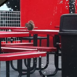 COOK OUT - Updated July 2025 - 77 Photos & 161 Reviews - 3930 Western ...