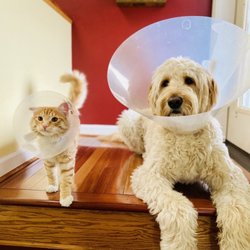 Best Vets Near Me - December 2025: Find Nearby Vets Reviews - Yelp