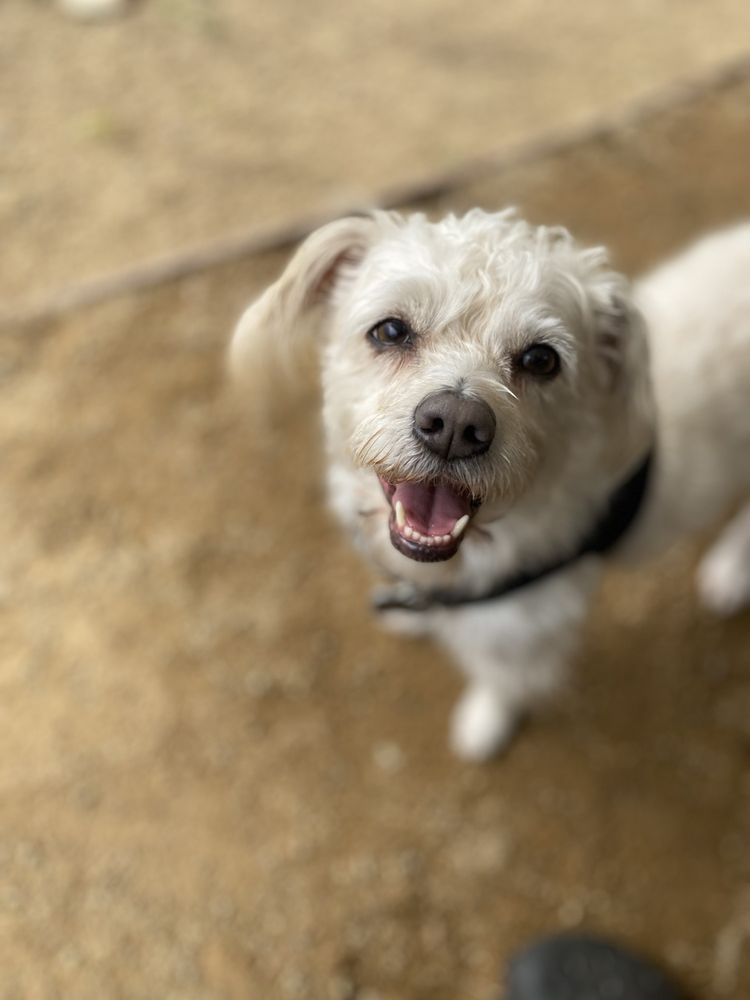 WAGSDALE DOG PARK - Updated December 2025 - 46 Photos & 23 Reviews - O ...