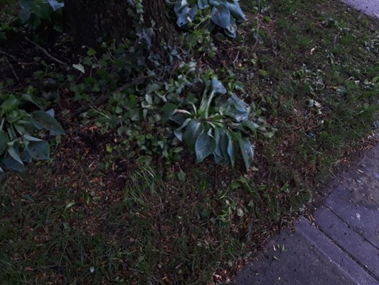 ABC PROFESSIONAL TREE SERVICES - Updated October 2025 - 20 Photos & 32 ...