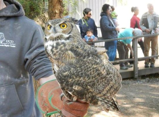 CALIFORNIA RAPTOR CENTER - Updated March 2025 - 39 Photos & 19 Reviews ...