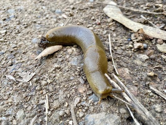 BERKELEY FIRE TRAILS - 410 Photos & 107 Reviews - Centennial Dr ...