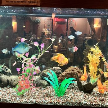 MI SCUZI RISTORANTE ITALIANO - Updated December 2024 - 142 Photos & 174 ...