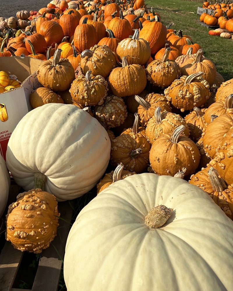 WINDY SPRINGS FARM - Updated December 2024 - 28 Photos - 1970 John ...