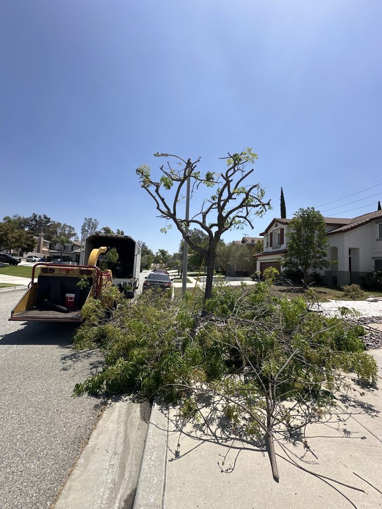 LOZADA TREE SERVICE - Updated May 2026 - 84 Photos & 55 Reviews ...