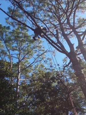 JOHN SISCO TREE SERVICE AND REMOVALS - Updated December 2025 - 12 ...
