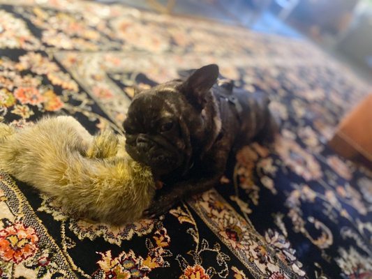 THE URBAN PET - Updated December 2025 - 56 Photos & 204 Reviews - 4475 ...