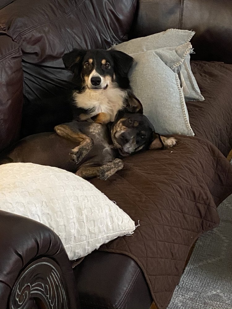 DUKE ANIMAL CLINIC LLC - Updated January 2026 - 18 Reviews - 1962 ...