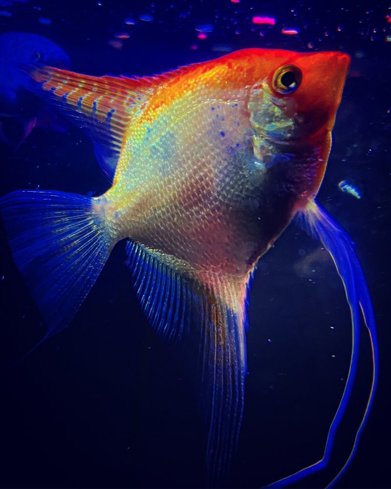 THE AQUARIUM & FISH STORE - Updated July 2025 - 34 Reviews - 710 W ...