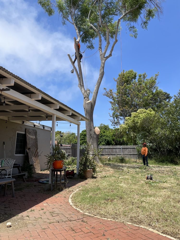 ALOHA TREE CARE - Updated August 2025 - 20 Reviews - San Diego ...